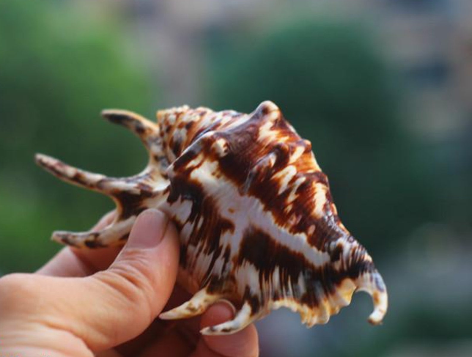 Extremely Rare 14-16cm Natural Large Conch Shells Floor - Etsy