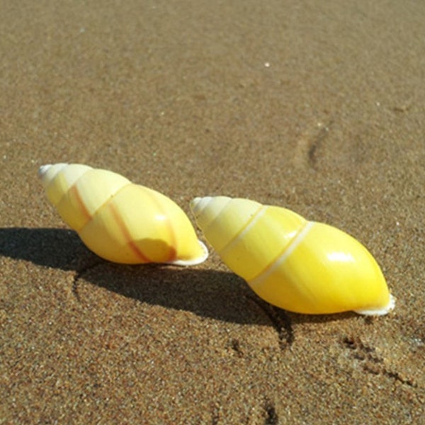 Conch Shell Art - Etsy