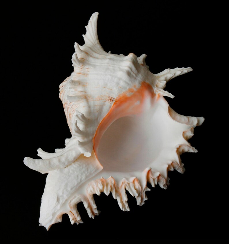 Giant Tridacna Clam Shell: Natural Sea Decor (10-21cm) - Etsy