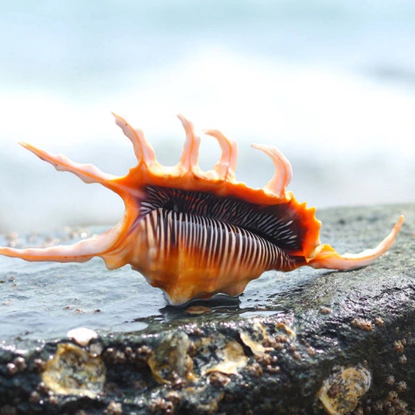 Rare Sea Shells - Etsy