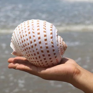 Large Natural Sea Snail Shell: Conch Aquarium Decor (8-9 Cm) - Etsy