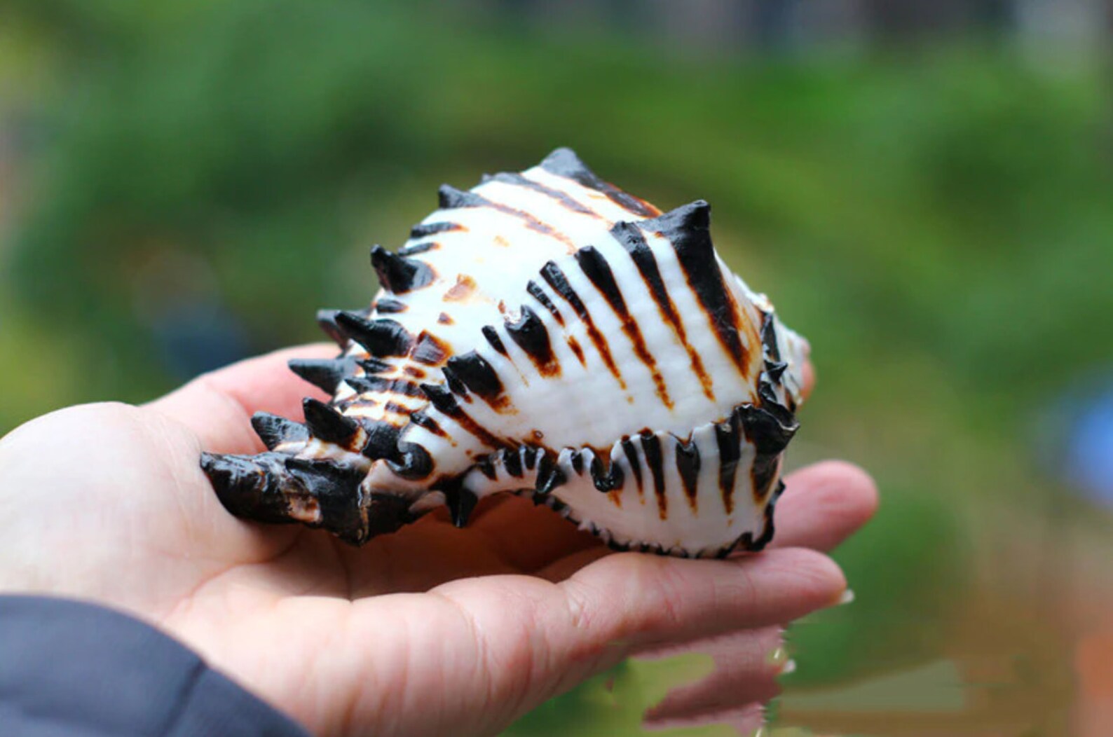 11-13cm LARGE Natural Black Conch Shells Aquarium Landscaping - Etsy