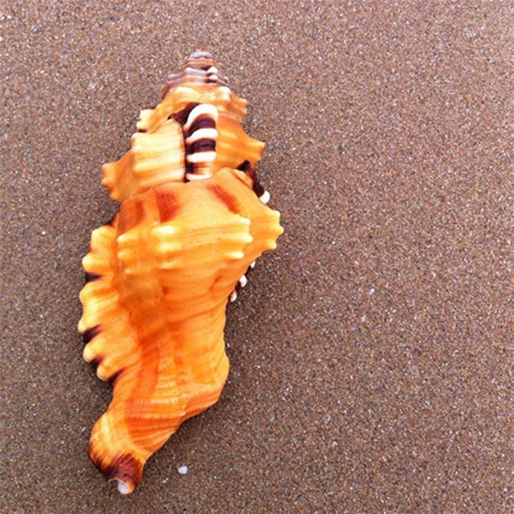 Large Triton Seashell: Black Spotted Conch, Aquarium Decor (9-11cm) - Etsy
