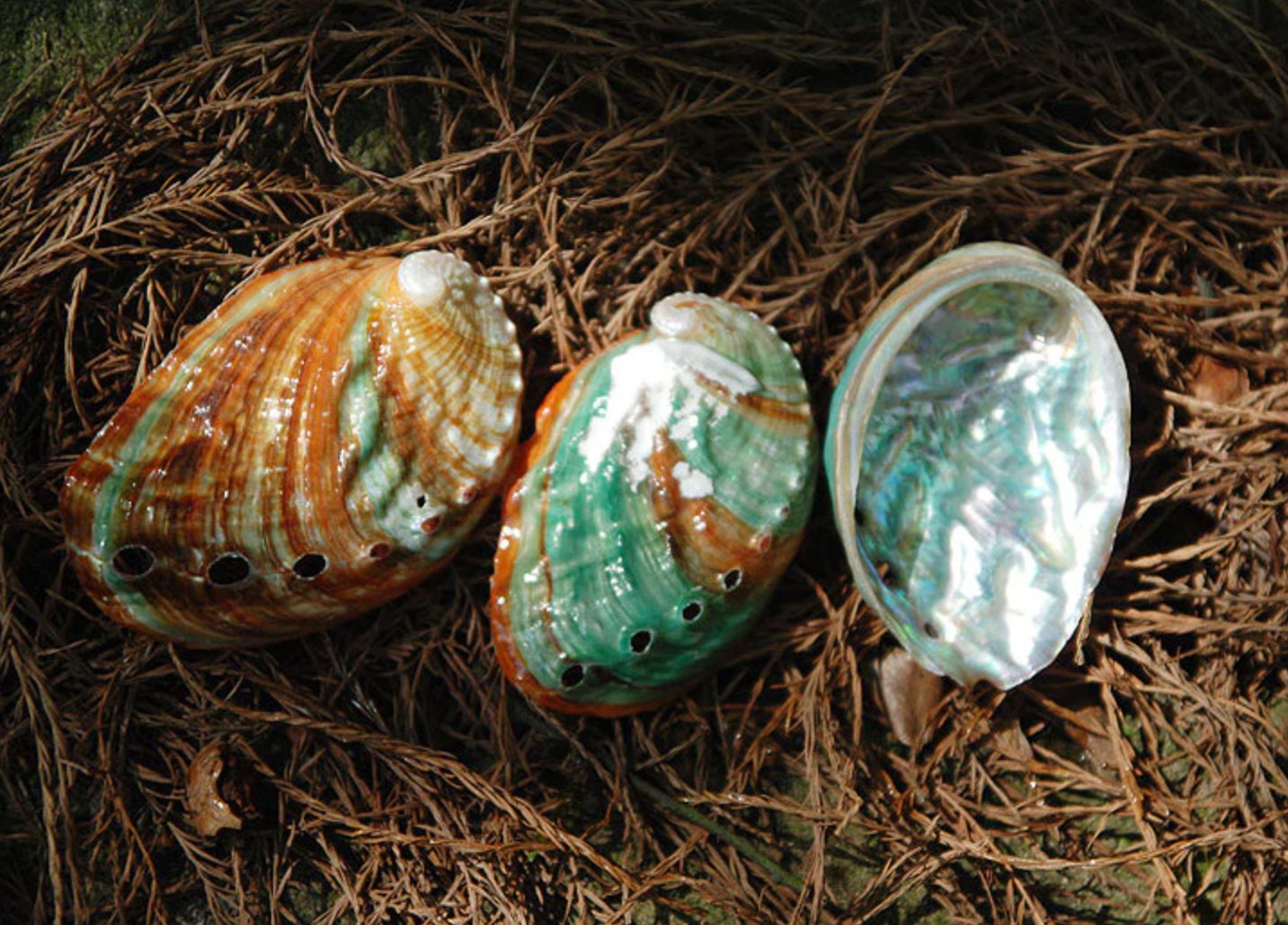 7-8cm Rare Abalone Shell Natural Conch Shell Fish Tank - Etsy UK