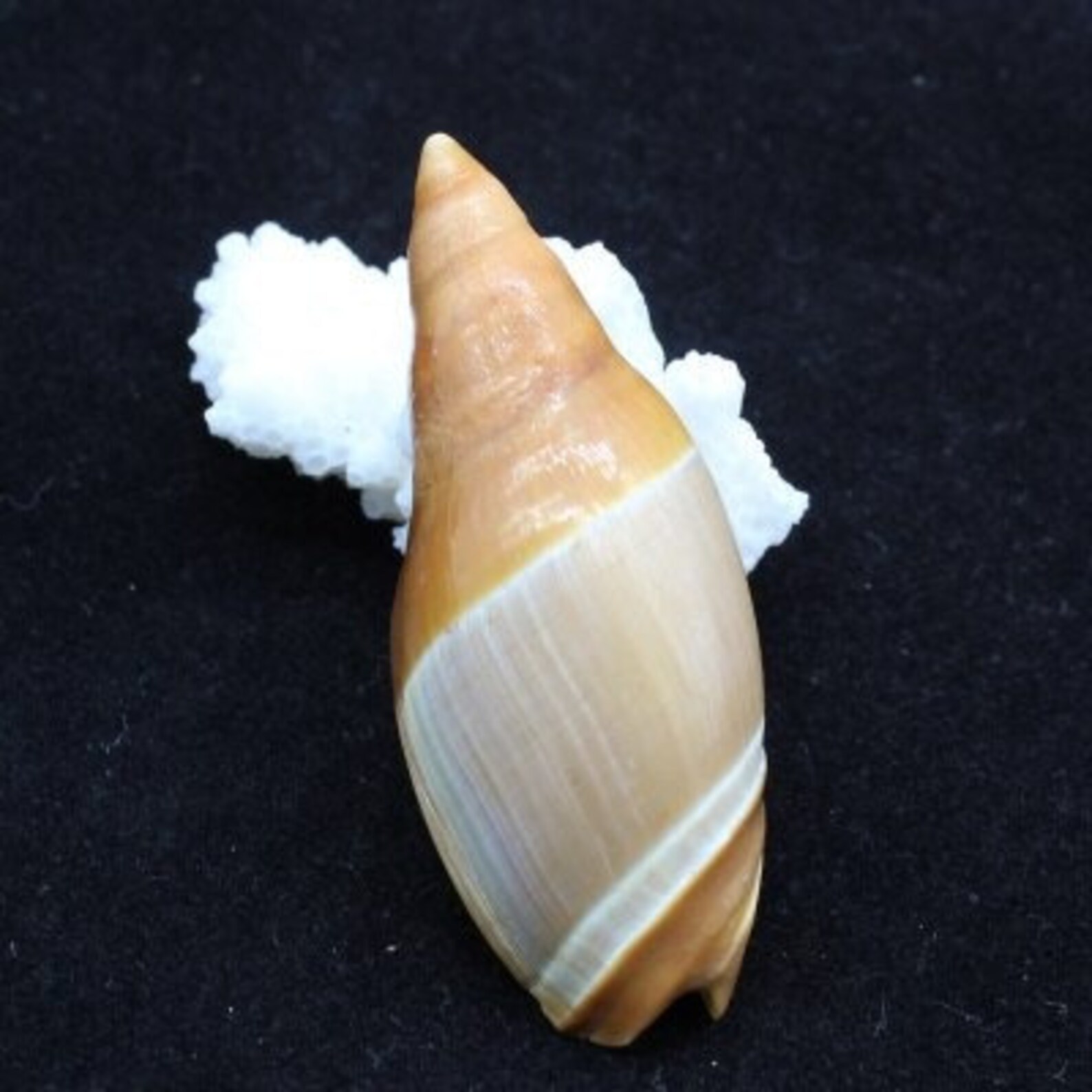 Extremely Rare Natural Conch Shell Snails Aquarium Home - Etsy