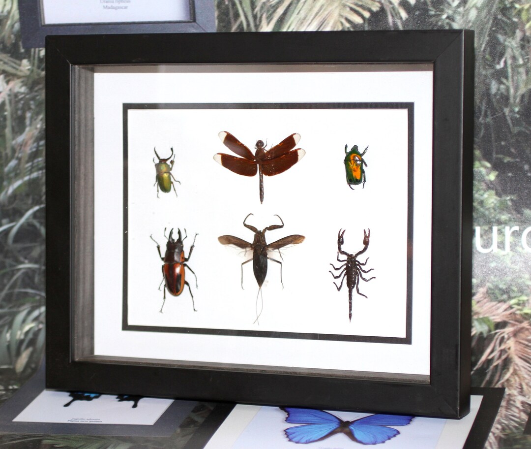 Mixed Entomological Study Black Polished 28x23 Frame. Six - Etsy