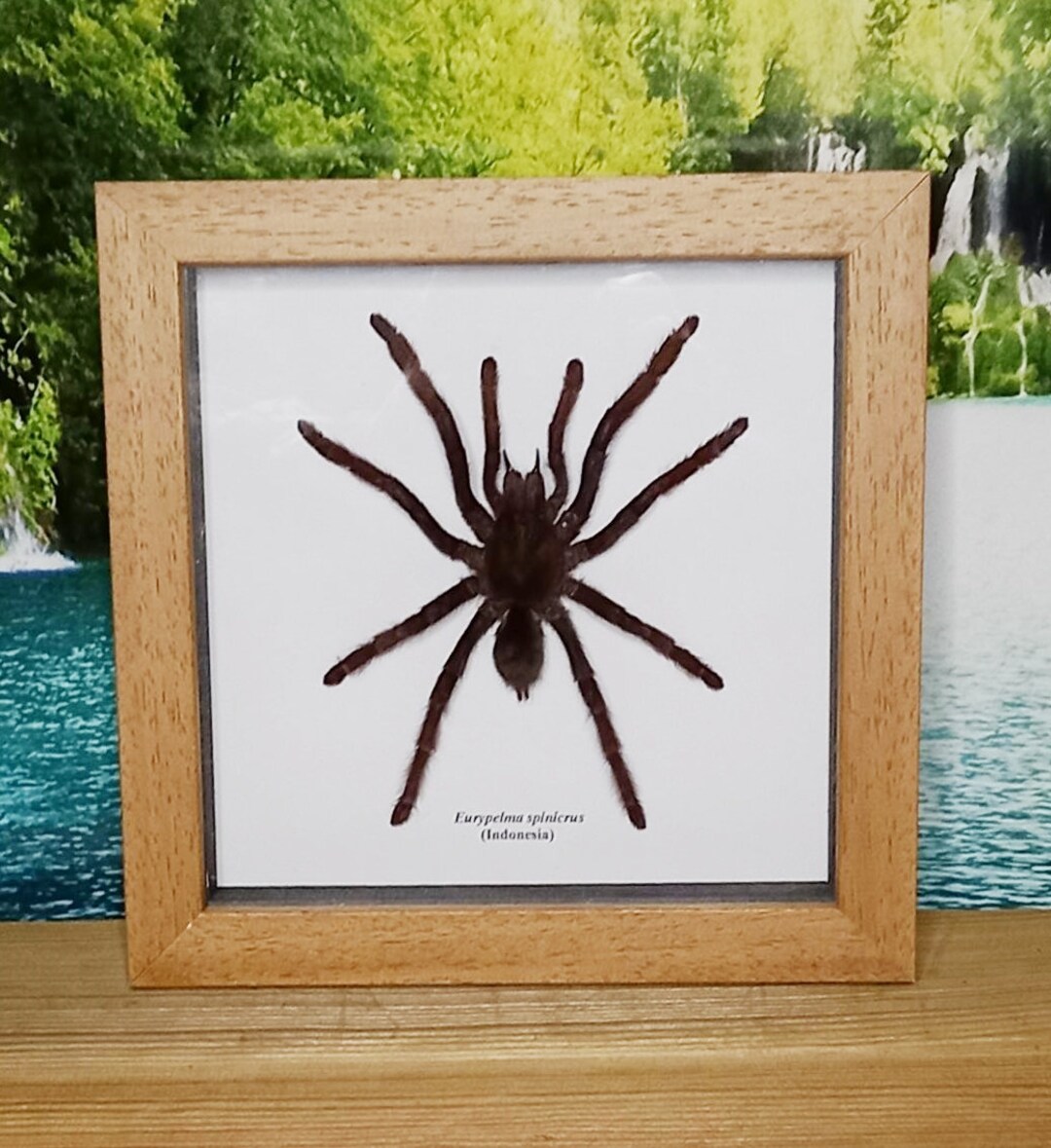 Large Tarantula in a 21x21 Frame, Arachnid, 15cm Legspan, Real Spider ...