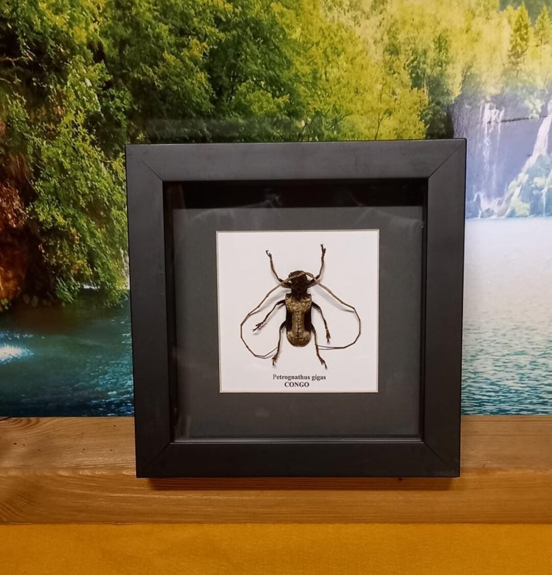 Framed Beetle, Framed Taxidermy, Wall Art, Curio, Black Frame ...