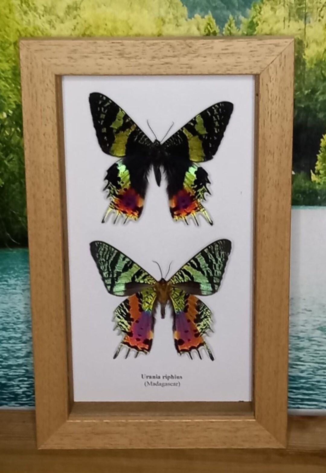 Pair of Sunset Moths in a 26x16 Brown Frame, Beautiful Day Flying Moths ...
