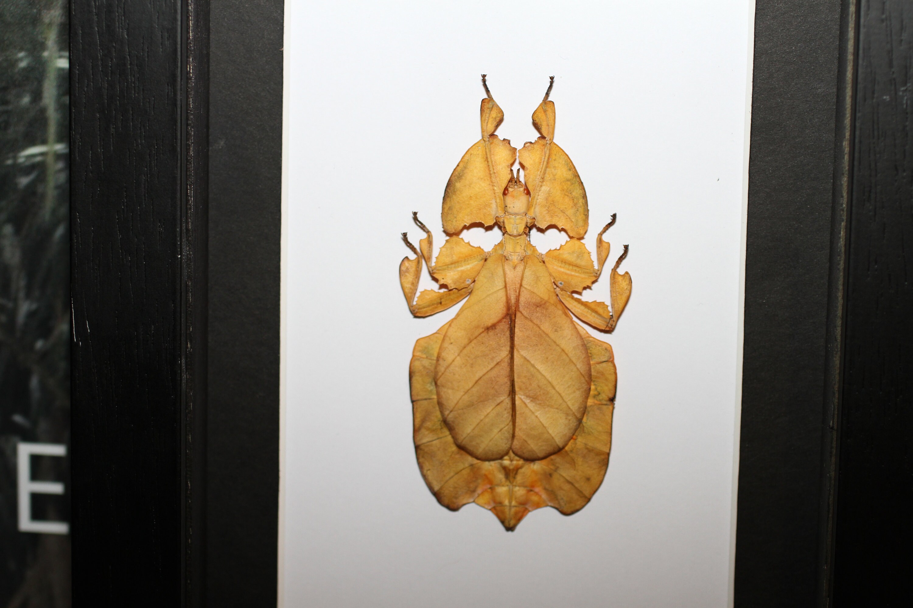 Leaf Stick Insect in 25x19cm Black Wood Finish Frame With Black Mount ...