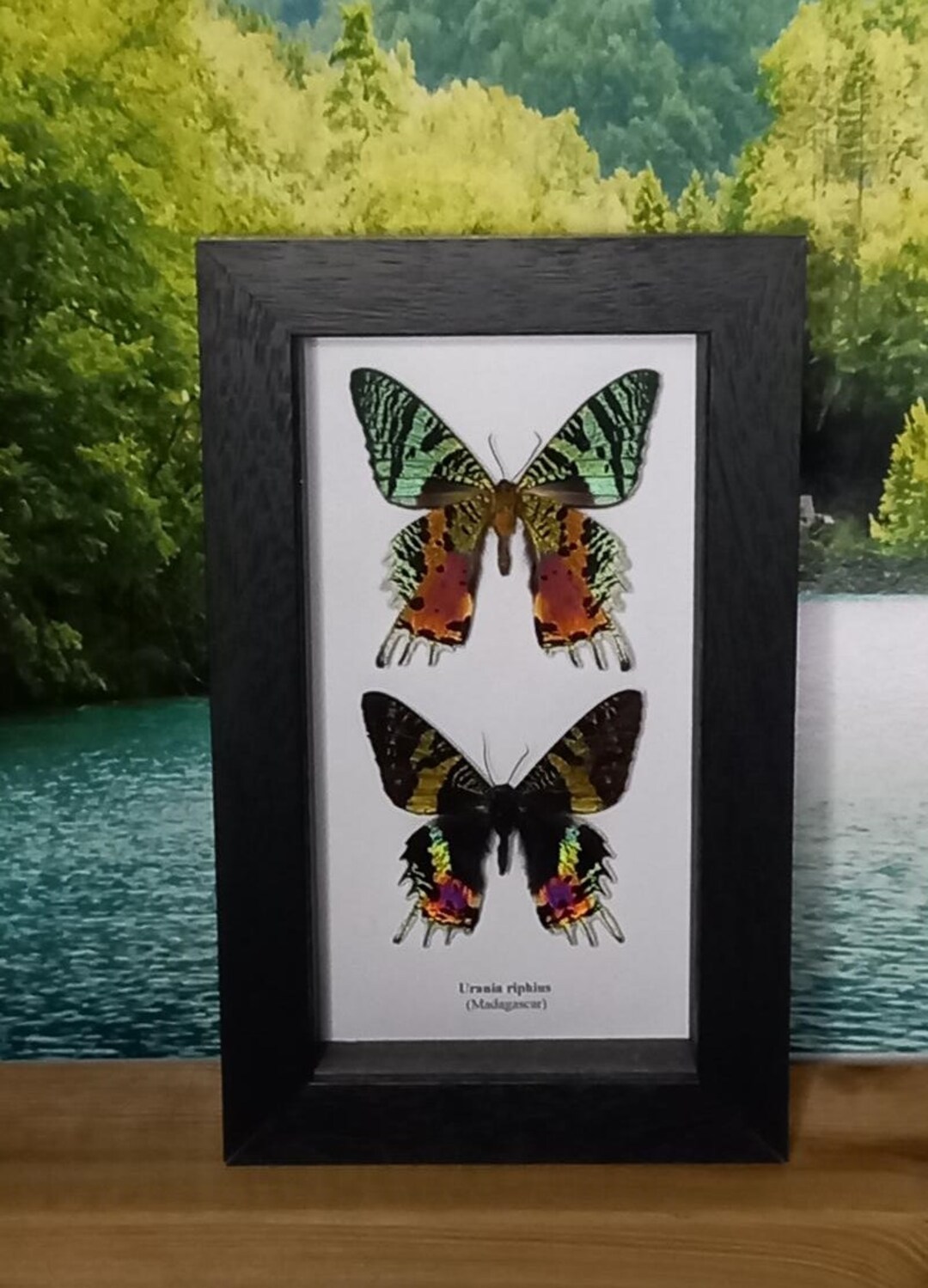 Pair Sunset Moths in a Black 26x16 Frame. Ideal Gift, Wall Art, Framed ...