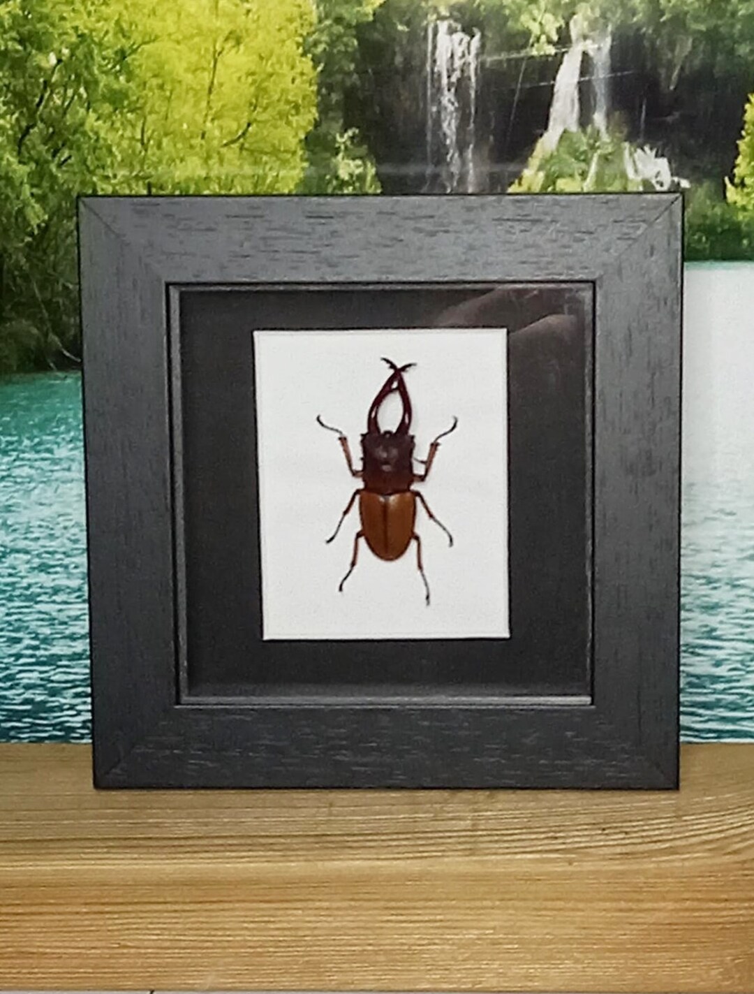 Real Stag Beetle in a 17x17 Black Frame. Impressive Specimen. Ideal ...