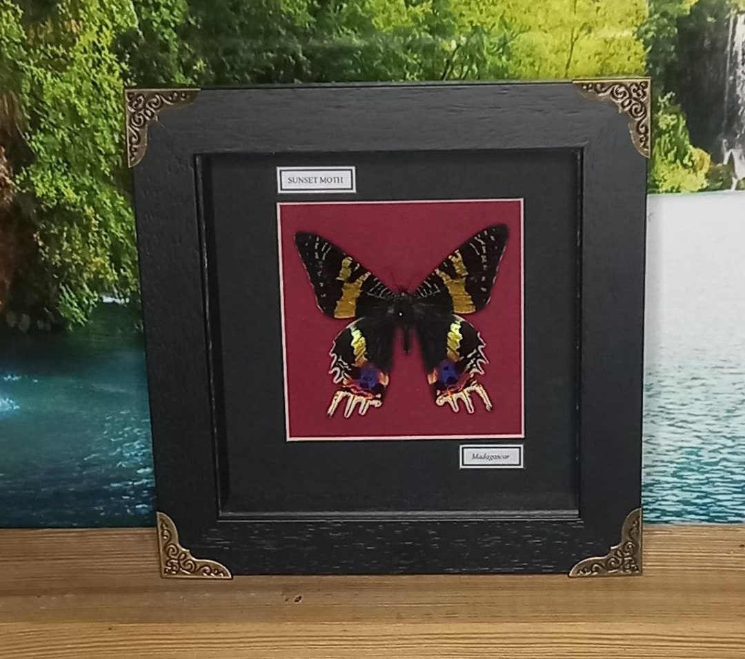 Sunset Moth in Black 20x20 Boroque Frame, Decoractive Metal Corner ...