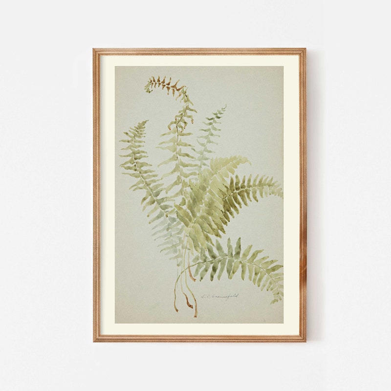 Fern Print - Etsy