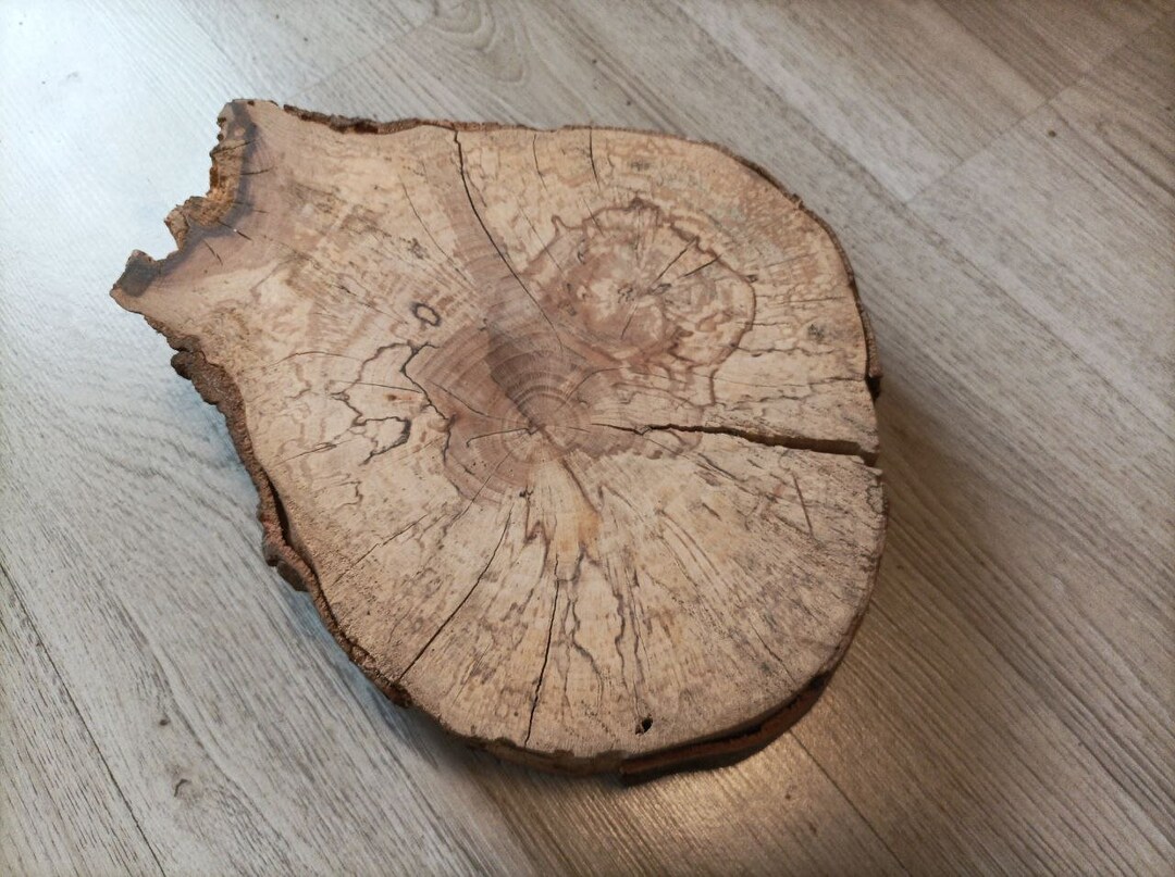 Big Slices,beech Tree,spalted Wood (270x210x70mm) Wood Slices ...