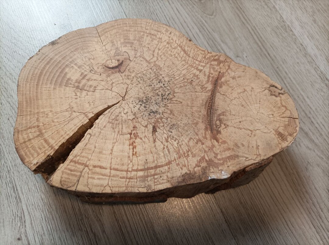 Big Slices,beech Tree,spalted Wood (240x170x50mm) Wood Slices ...