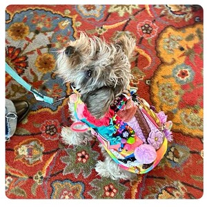 Dexterity and Speech Therapy Picture/sign Display Vest Therapy Dog ...