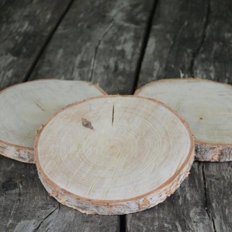Birch Tree Slices - Etsy