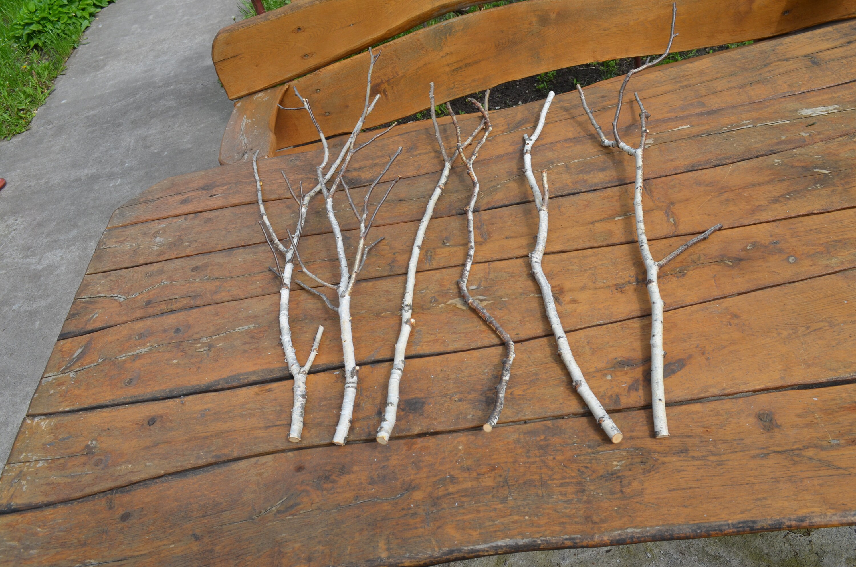 Birch Branches of a White Birch Set 6 Birch Branches 33, White ...