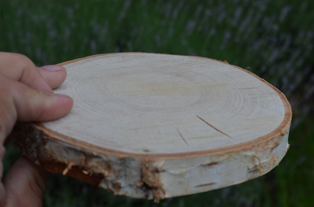 Birch Wedding Decor 3 Ps Birch Wood Slices 6.5 Inches Dried & Sanded ...