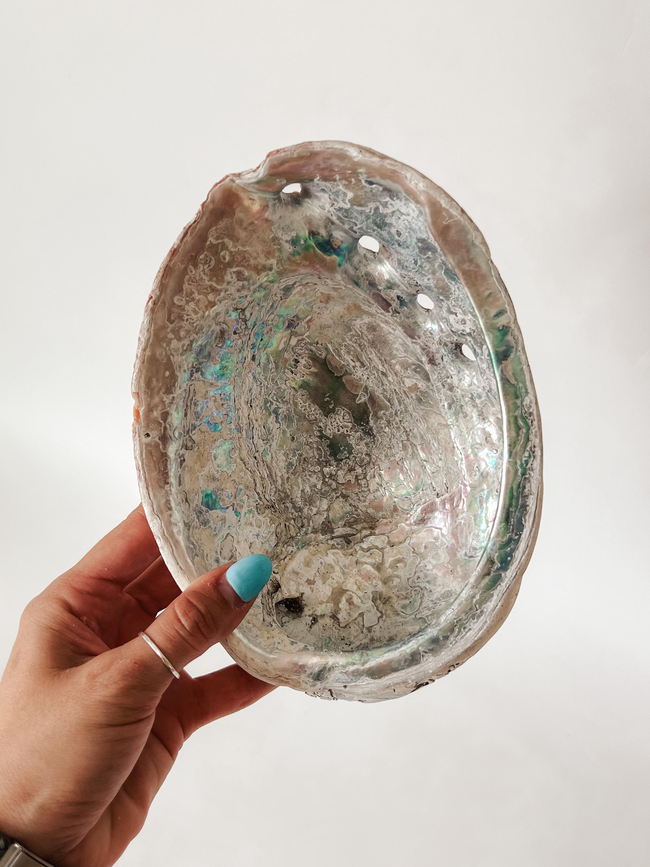 Vintage Natural Abalone Shell - Etsy