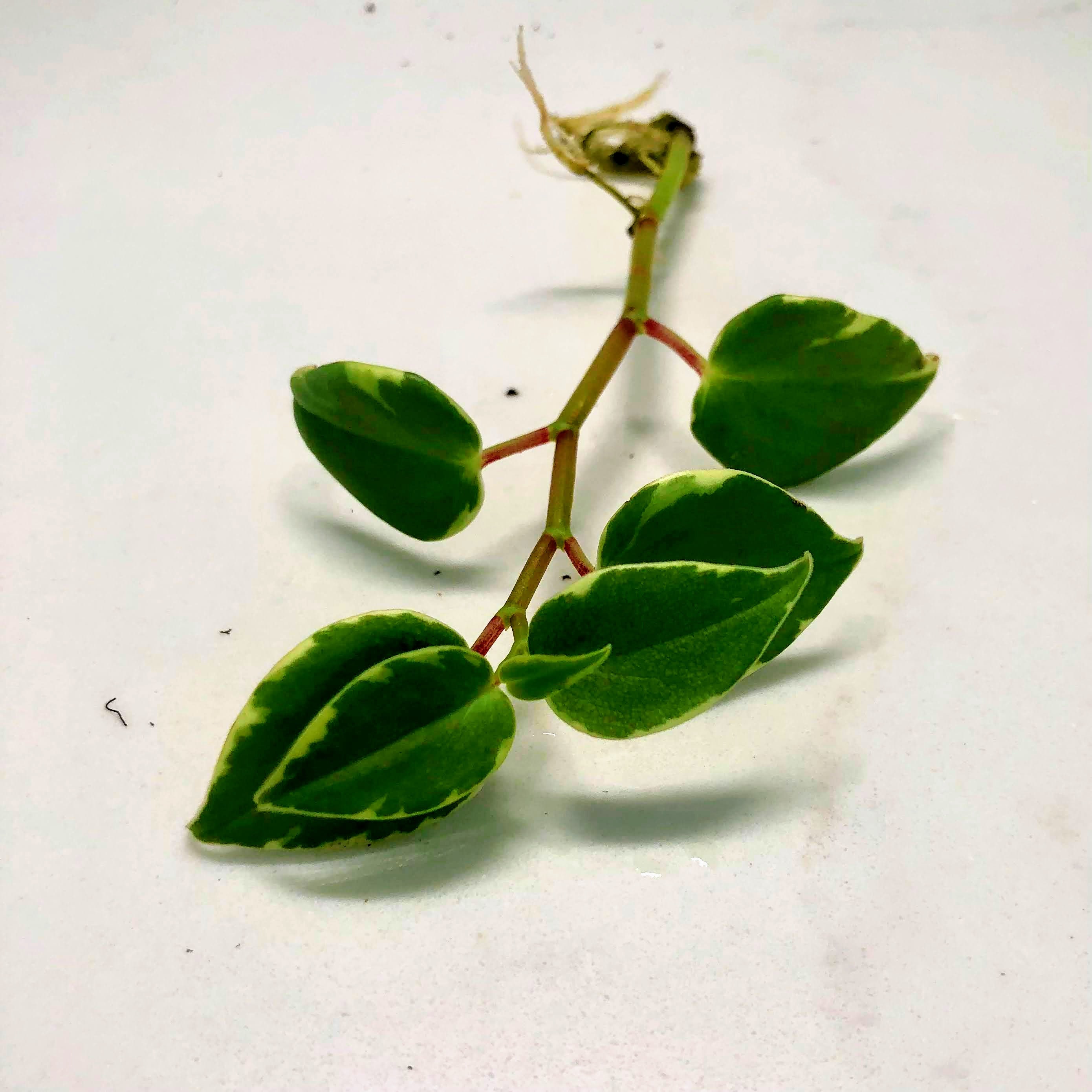 Peperomia Stem Cuttings, Citrus Twist, Obtusa, Cupid, Wick Houseplant ...