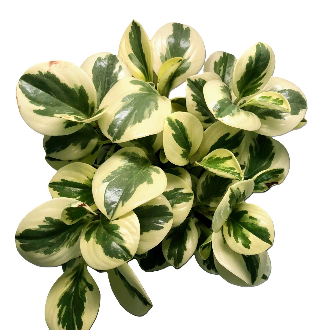 Peperomia Stem Cuttings, Citrus Twist, Obtusa, Cupid, Wick Houseplant ...