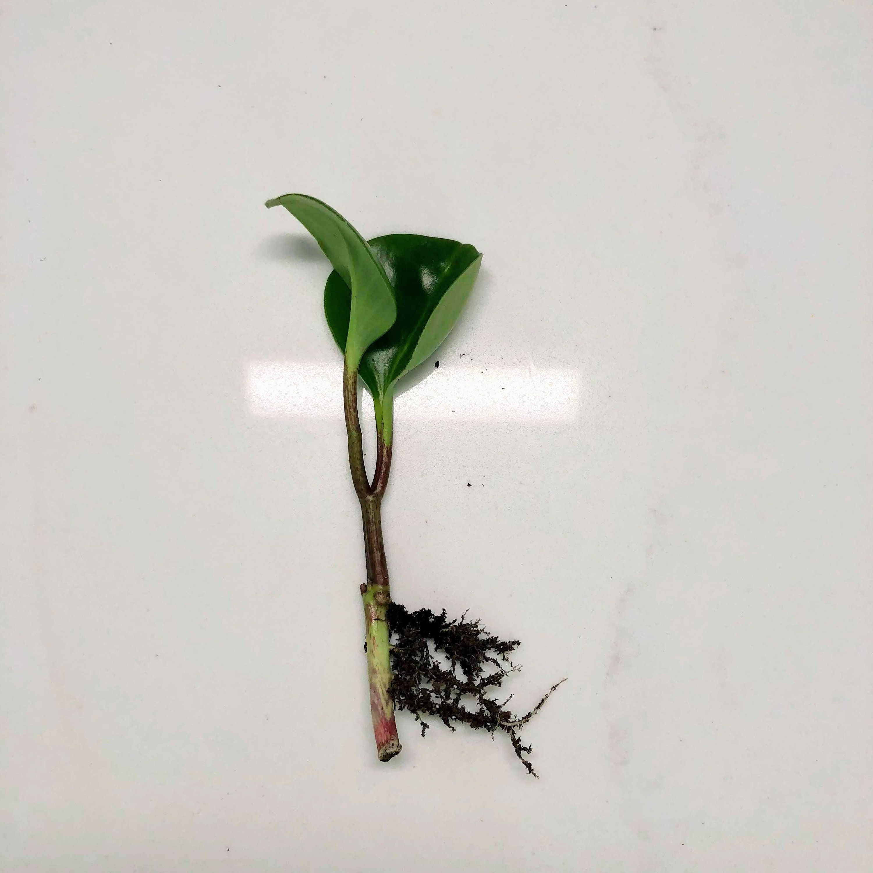 Peperomia Stem Cuttings, Citrus Twist, Obtusa, Cupid, Wick Houseplant ...