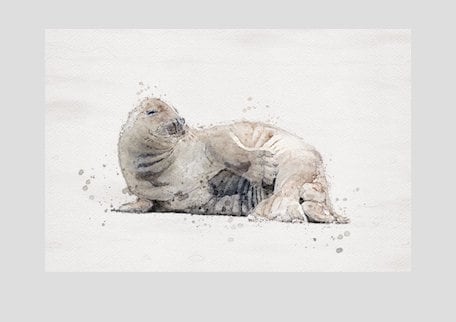 Watercolor Seal, Seal Painting, Sea Life Art, Seal Print, Sea Life ...