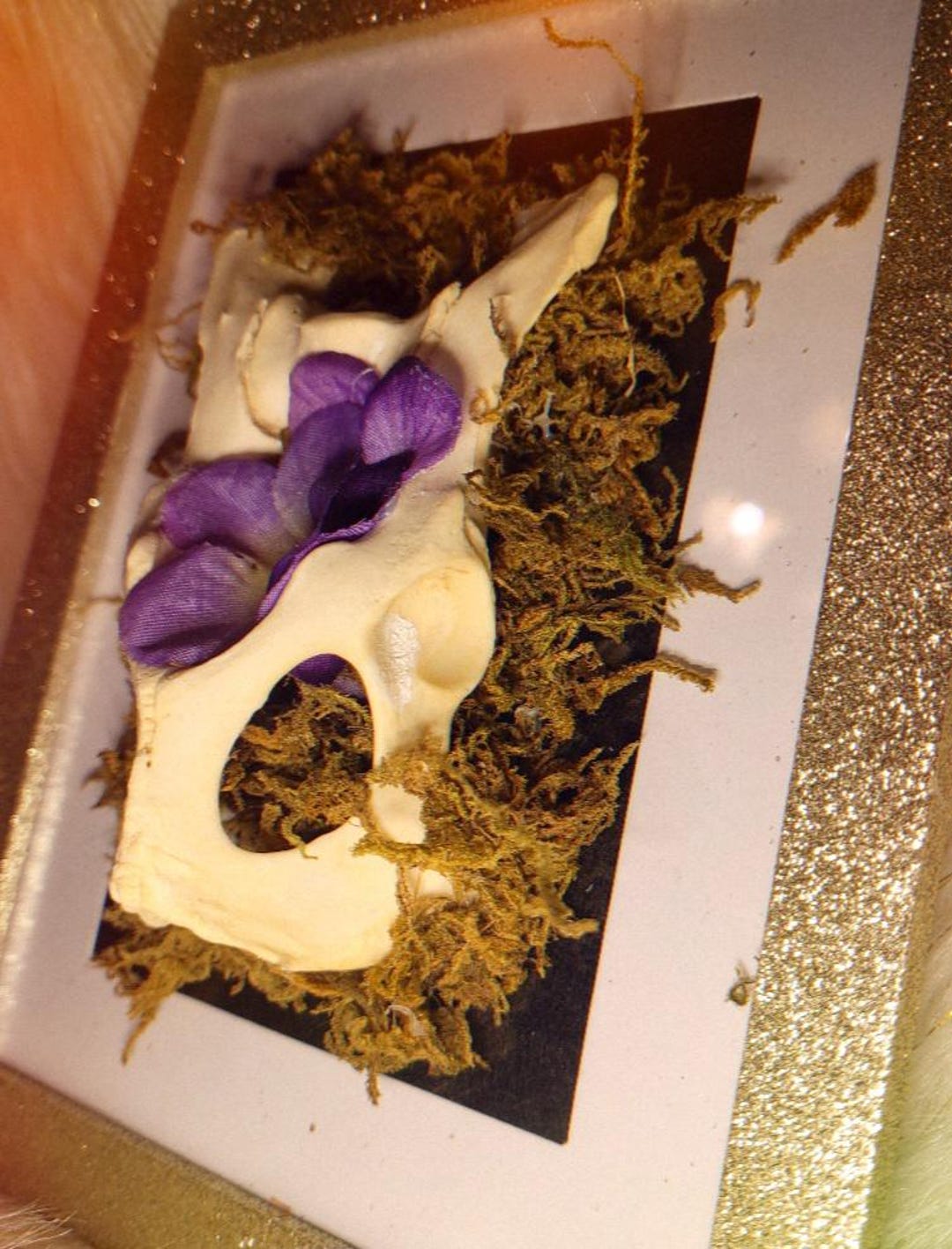 Raccoon Pelvis, Animal Bone Art, Taxidermy, Oddities, Curiosity Cabinet ...