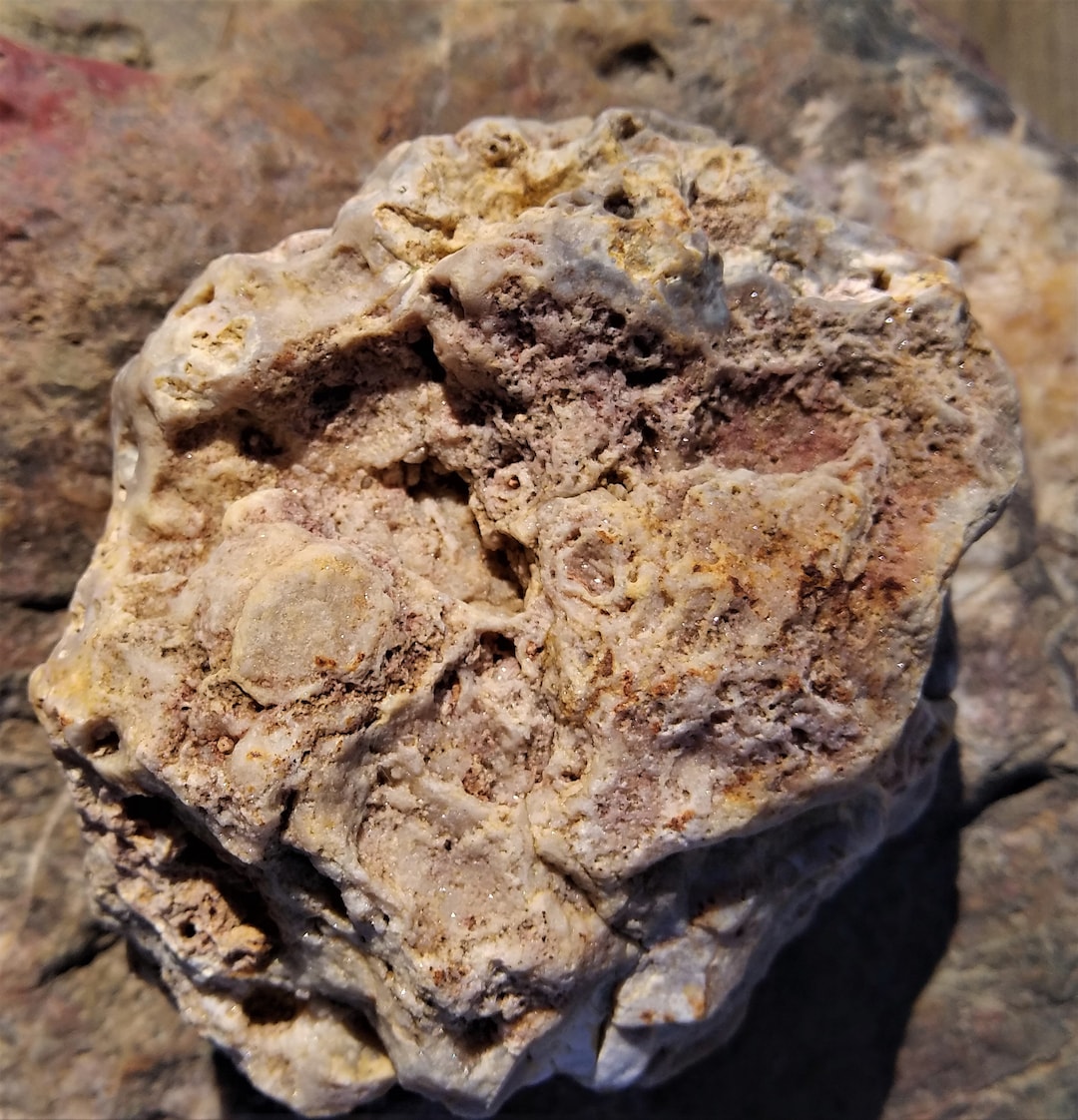 Coral Fossil With Druzy Quartz Crystals Iowa Display Specimen - Crystal ...