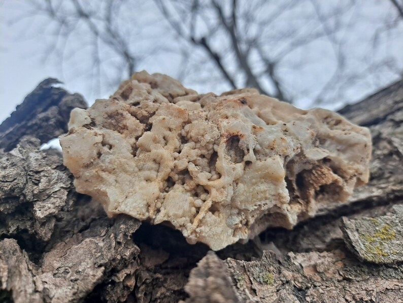 Iowa Coral Fossil With Hints of Druzy Quartz - Glacial Erratics - Etsy