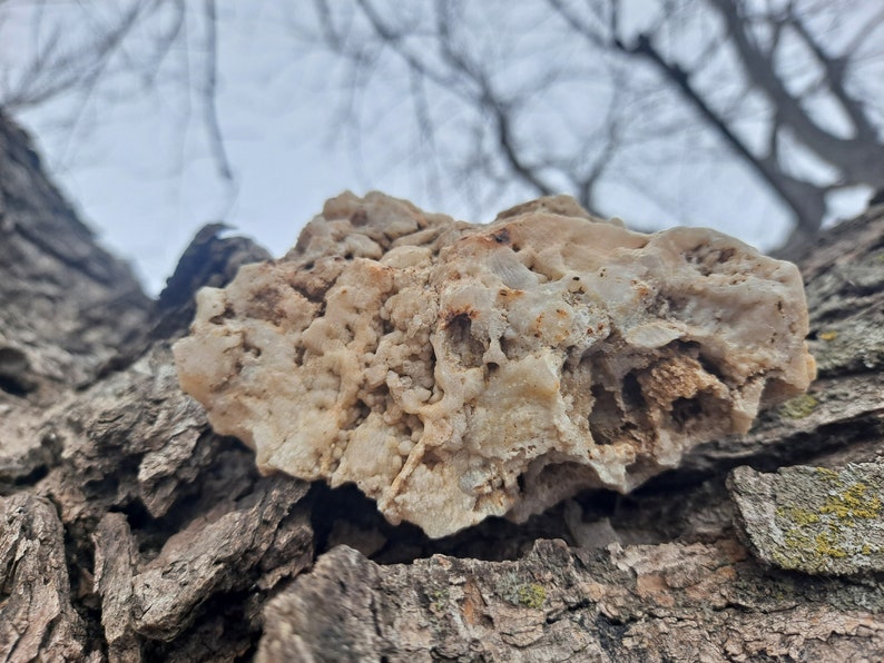 Iowa Coral Fossil With Hints of Druzy Quartz - Glacial Erratics - Etsy