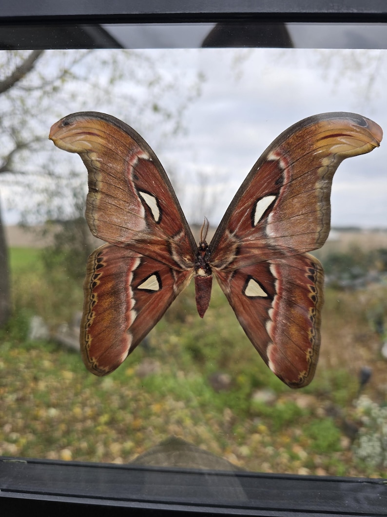 Giant Atlas Moth in Double Glass Frame - Pinned Snake's Head Moth ...