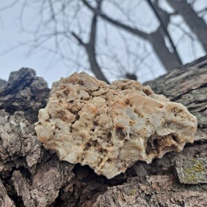 Iowa Coral Fossil With Hints of Druzy Quartz - Glacial Erratics - Etsy