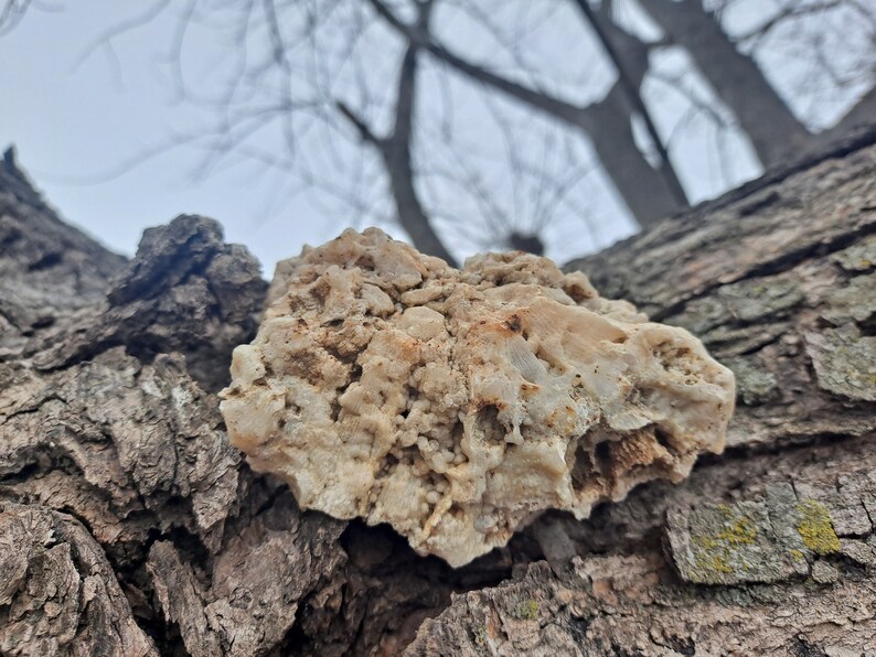 Iowa Coral Fossil With Hints of Druzy Quartz - Glacial Erratics - Etsy