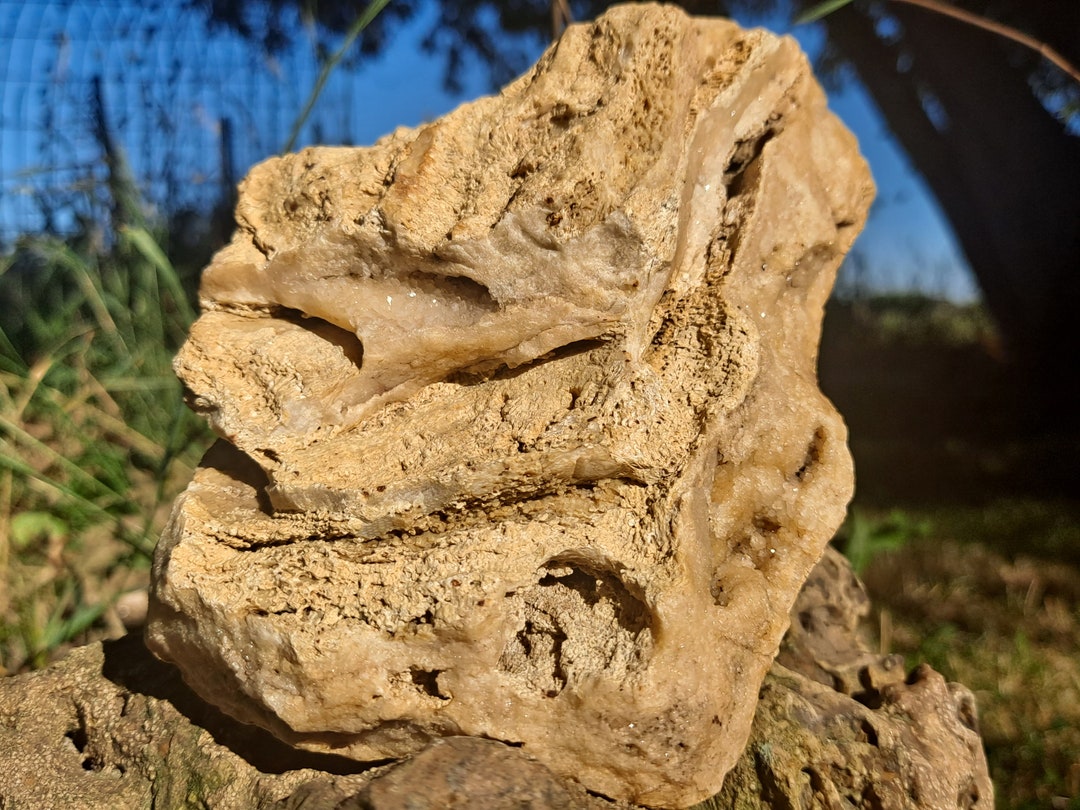 Druzy Coral Fossil - Iowa Fossil - Sparkling Druzy - Glacial Erratics ...