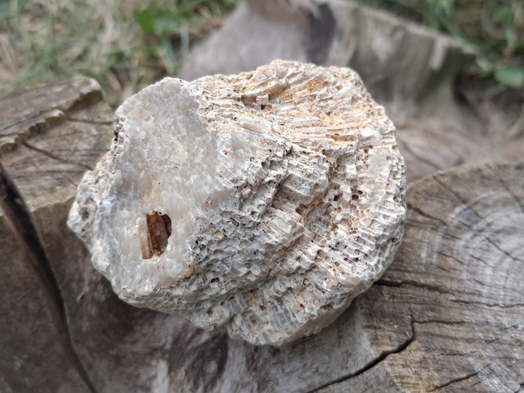 Honeycomb Coral Fossil Glacial Erratics Iowa Fossil - Etsy