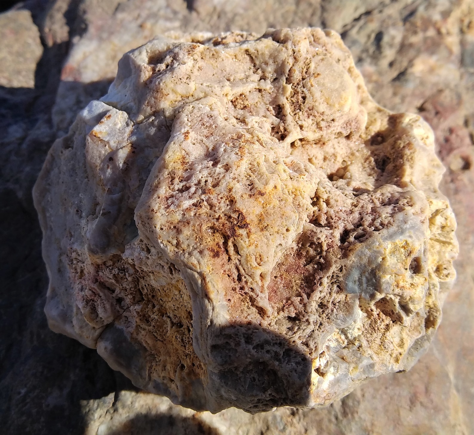 Coral Fossil With Druzy Quartz Crystals Iowa Display Specimen - Etsy
