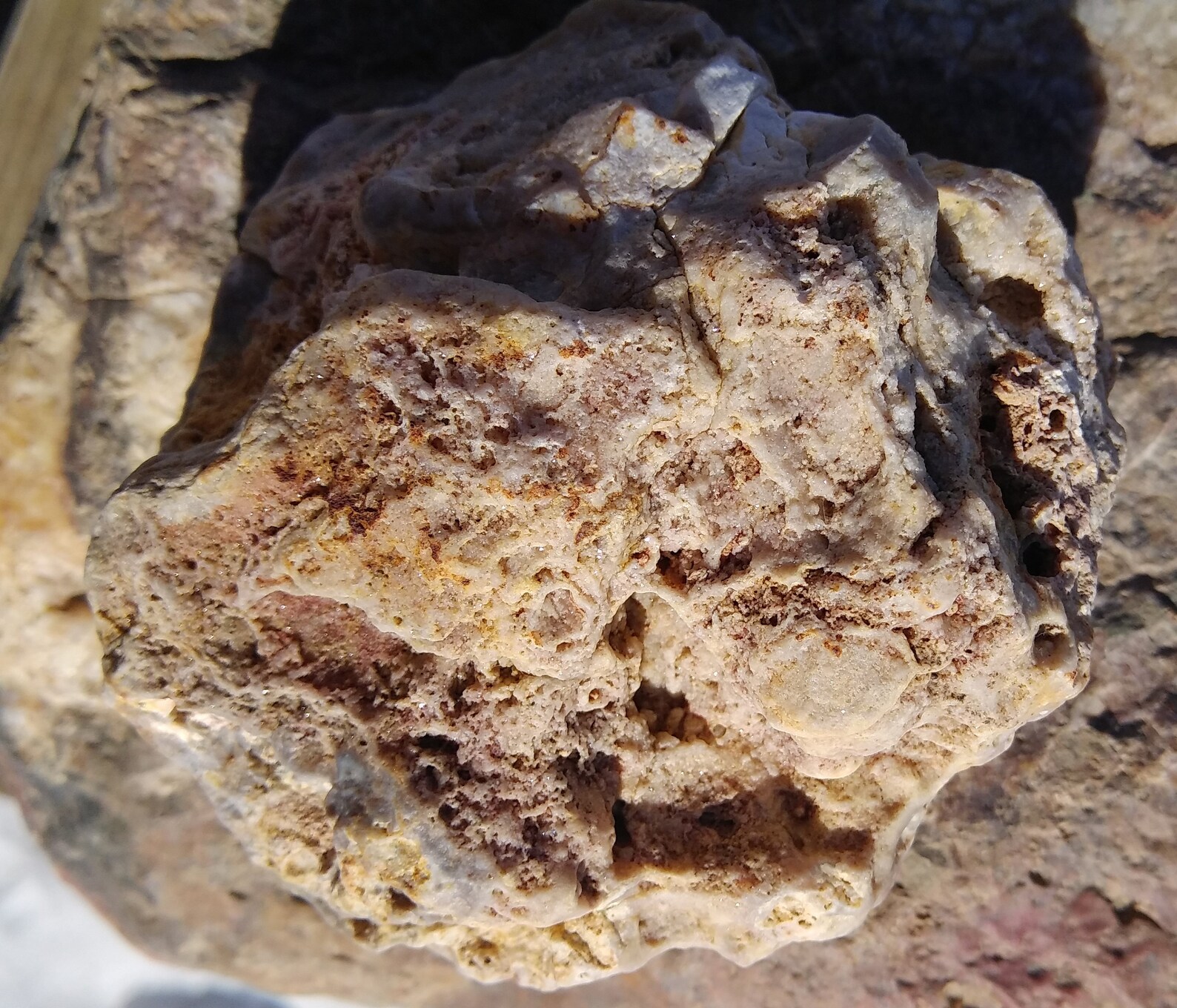 Coral Fossil With Druzy Quartz Crystals Iowa Display Specimen - Etsy