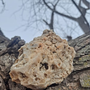 Iowa Coral Fossil With Hints of Druzy Quartz - Glacial Erratics - Etsy