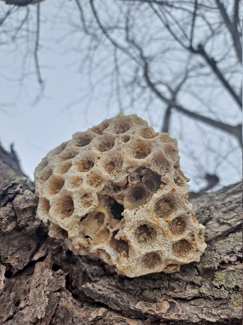 Iowa Coral Fossil With Hints of Druzy Quartz - Glacial Erratics - Etsy