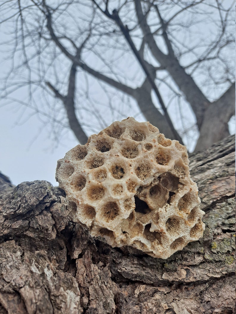 Iowa Coral Fossil With Hints of Druzy Quartz - Glacial Erratics - Etsy