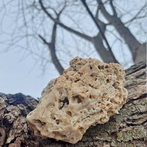 Iowa Coral Fossil With Hints of Druzy Quartz - Glacial Erratics - Etsy