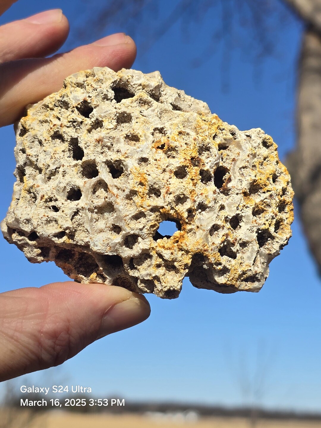 Agatized Coral Fossil With Some Druzy and Has a Hagstone - Odin Stone ...