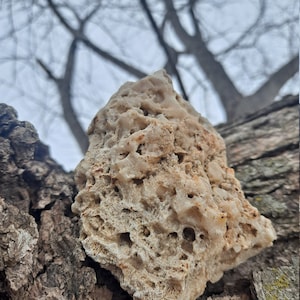 Iowa Coral Fossil With Hints of Druzy Quartz - Glacial Erratics - Etsy