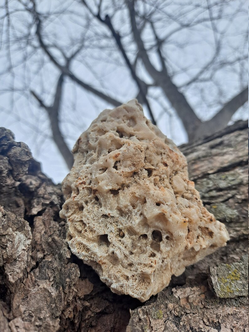 Iowa Coral Fossil With Hints of Druzy Quartz - Glacial Erratics - Etsy