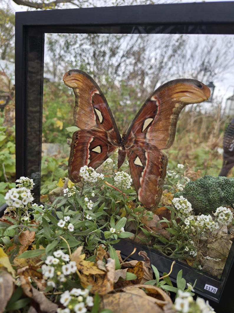 Giant Atlas Moth in Double Glass Frame - Pinned Snake's Head Moth ...