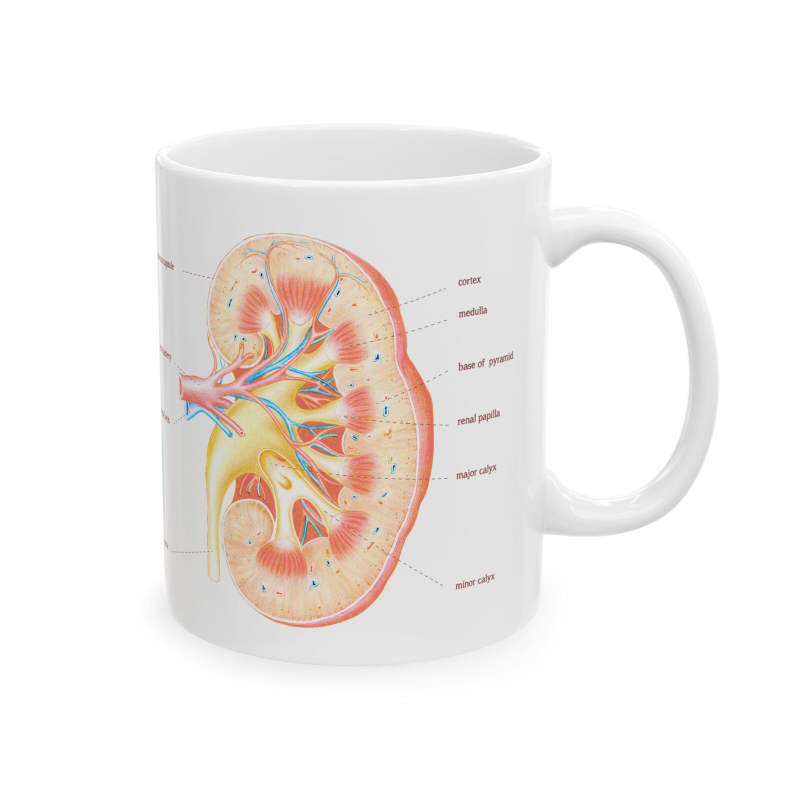 Kidney Anatomy Mug: Medical Student Nephrology Coffee Cup - Etsy