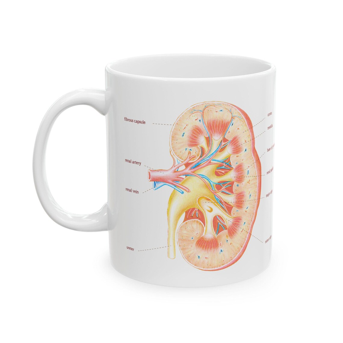 Kidney Anatomy Mug: Medical Student Nephrology Coffee Cup - Etsy